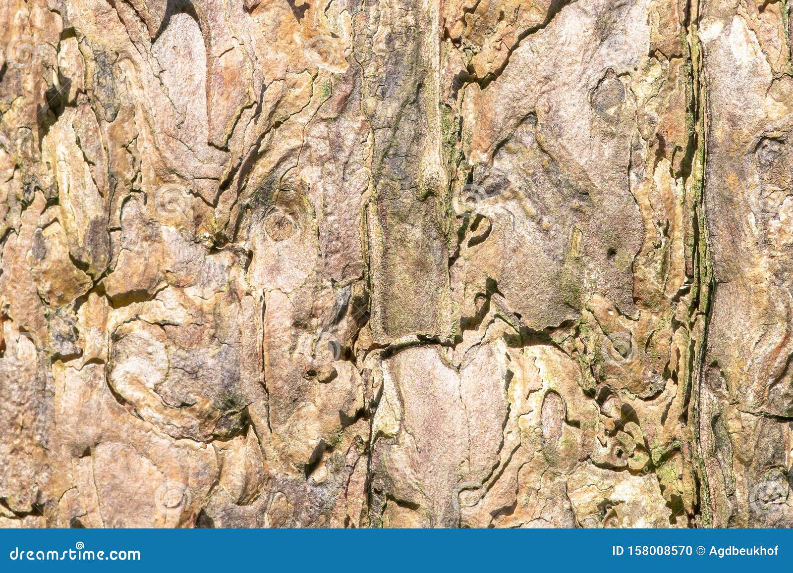 Art of Nature: Natural Structures / Texture Stock Photo - Image of ...