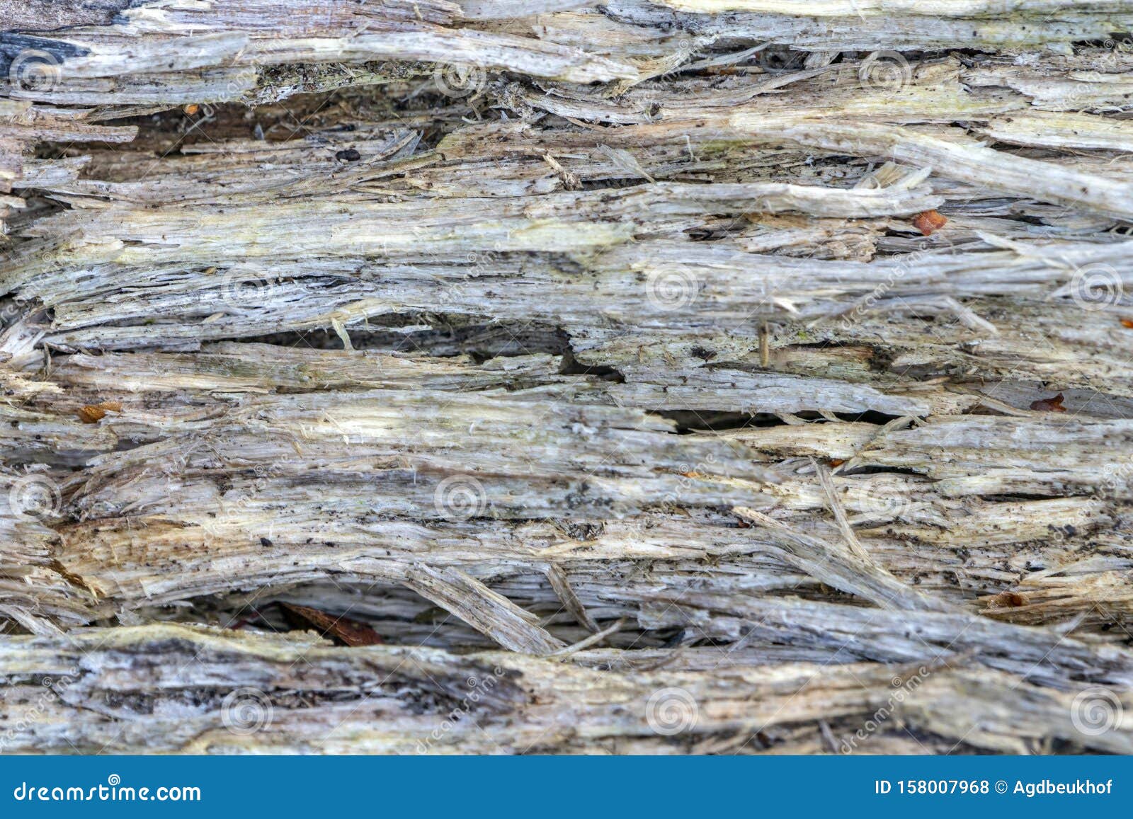 NATURAL STRUCTURES - TEXTURE Stock Image | CartoonDealer.com #142892059