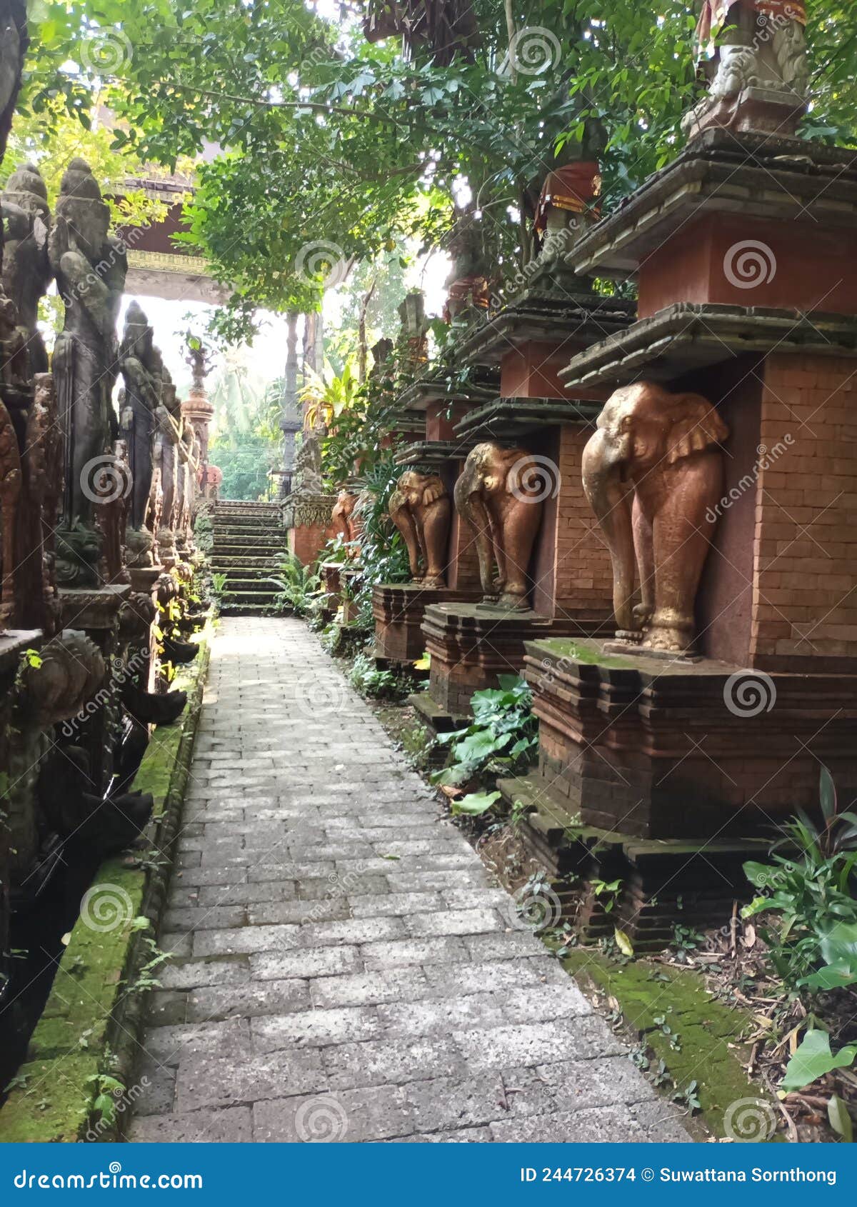 Art in nature of Samui stock photo. Image of tree, green - 244726374