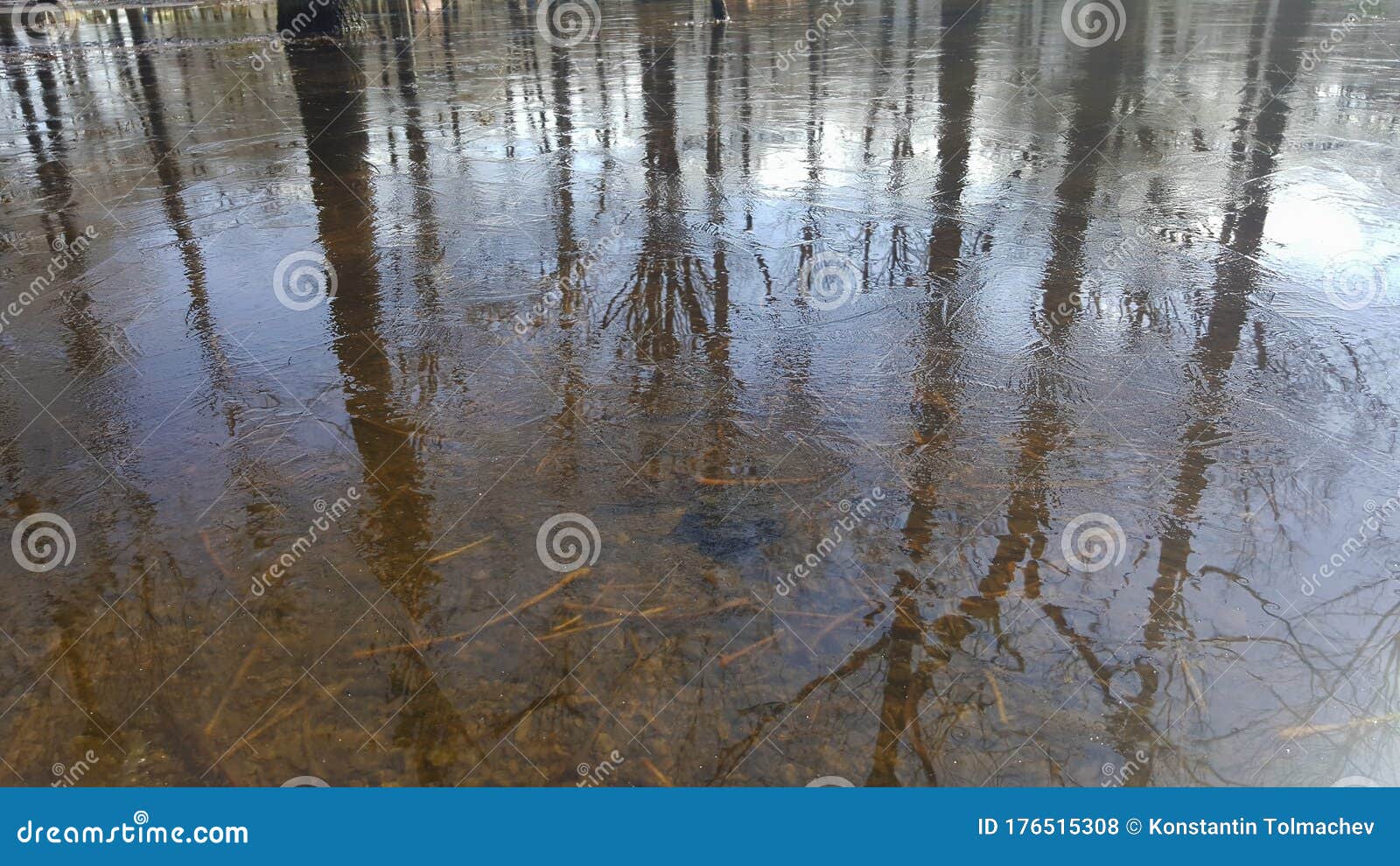 Art Photo of a Spring Puddle in a Park with Thin Ice and Reflection of ...