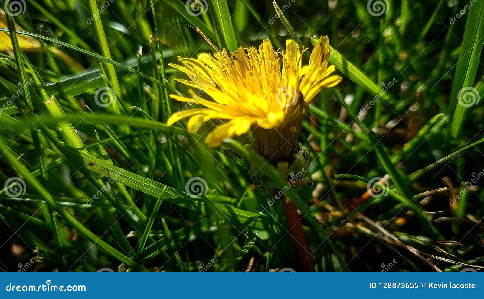 Flower stock image. Image of level, flower, ground - 128873655