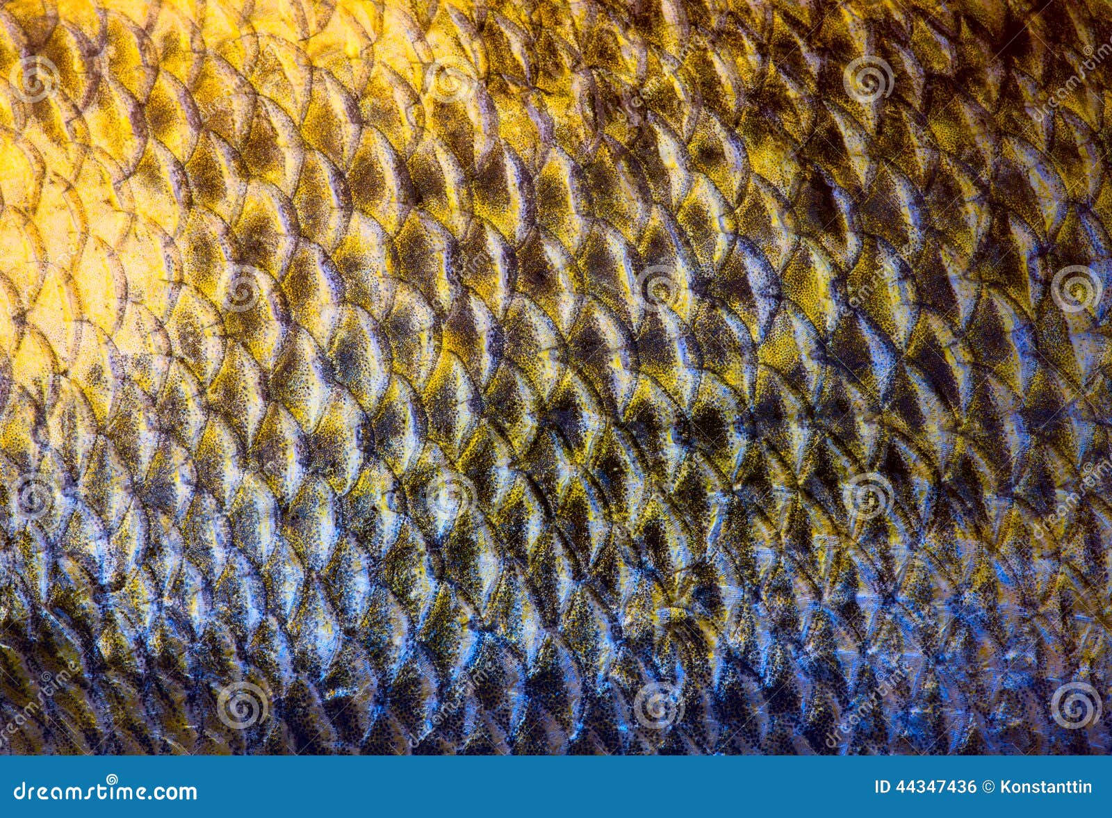 Art Real-zander Fischschuppen Stockfoto - Bild von skalen, element ...