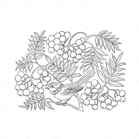 Art Rowan Tree Isolated Over White. Stock Vector - Illustration of ...