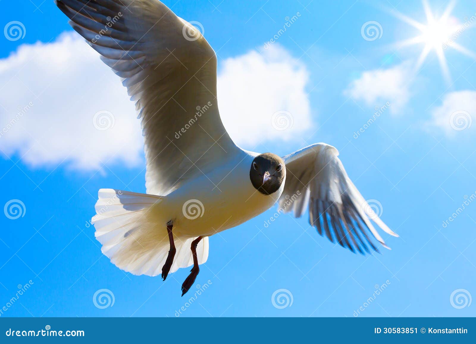 Art Seagull in Blue Sky Background Stock Image - Image of seagull ...