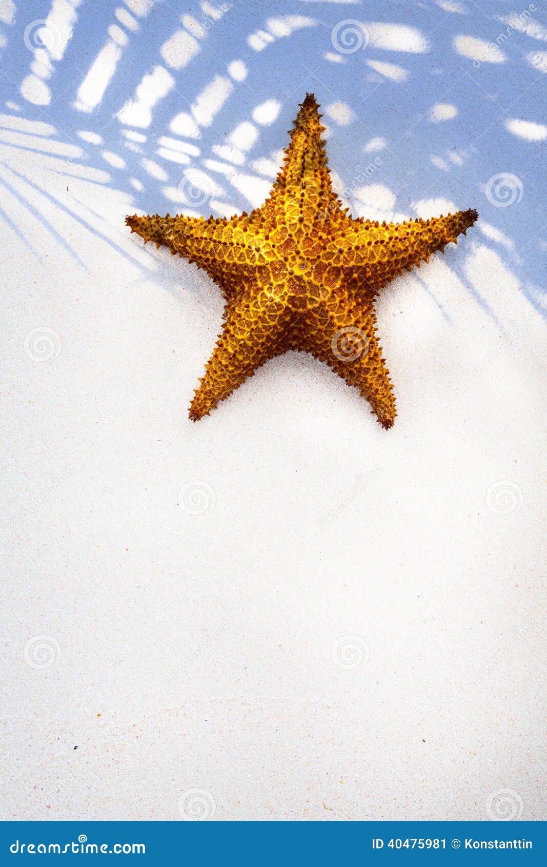 Art Shell Sea Star On Sand Background Stock Image - Image of island ...