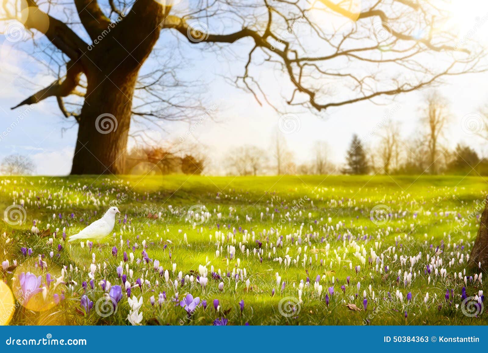 Art Spring background stock image. Image of april, pigeon - 50384363