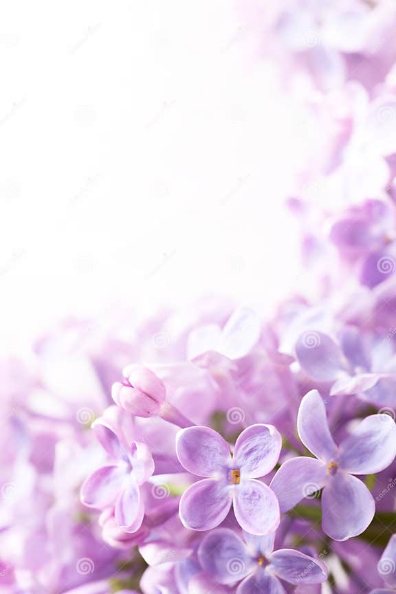 Art Spring Lilac Abstract Background Stock Photo - Image of pretty ...