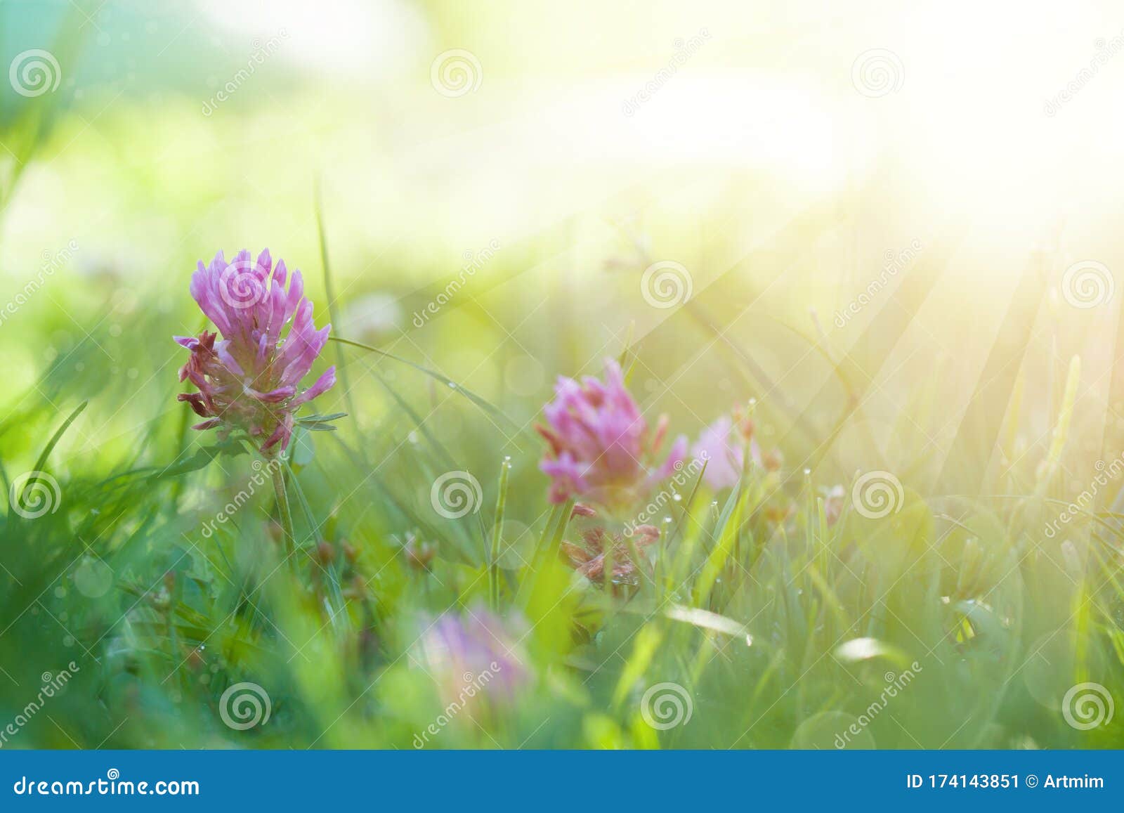 Art Spring Natural Green Background, Clover Flowers Stock Image - Image ...