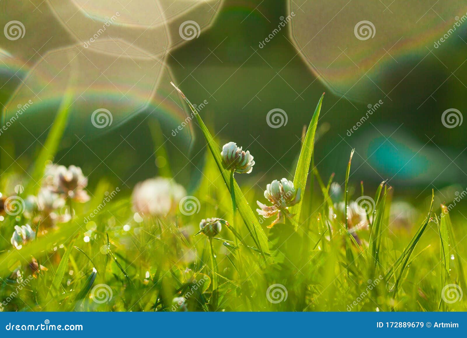 Art Spring Natural Green Background, Clover Flowers after Rain Stock ...
