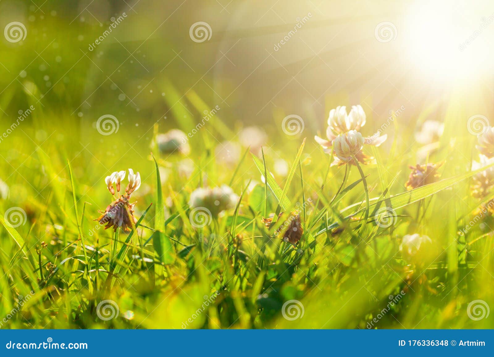 Art Spring Natural Green Background, Clover Flowers after Rain Stock ...