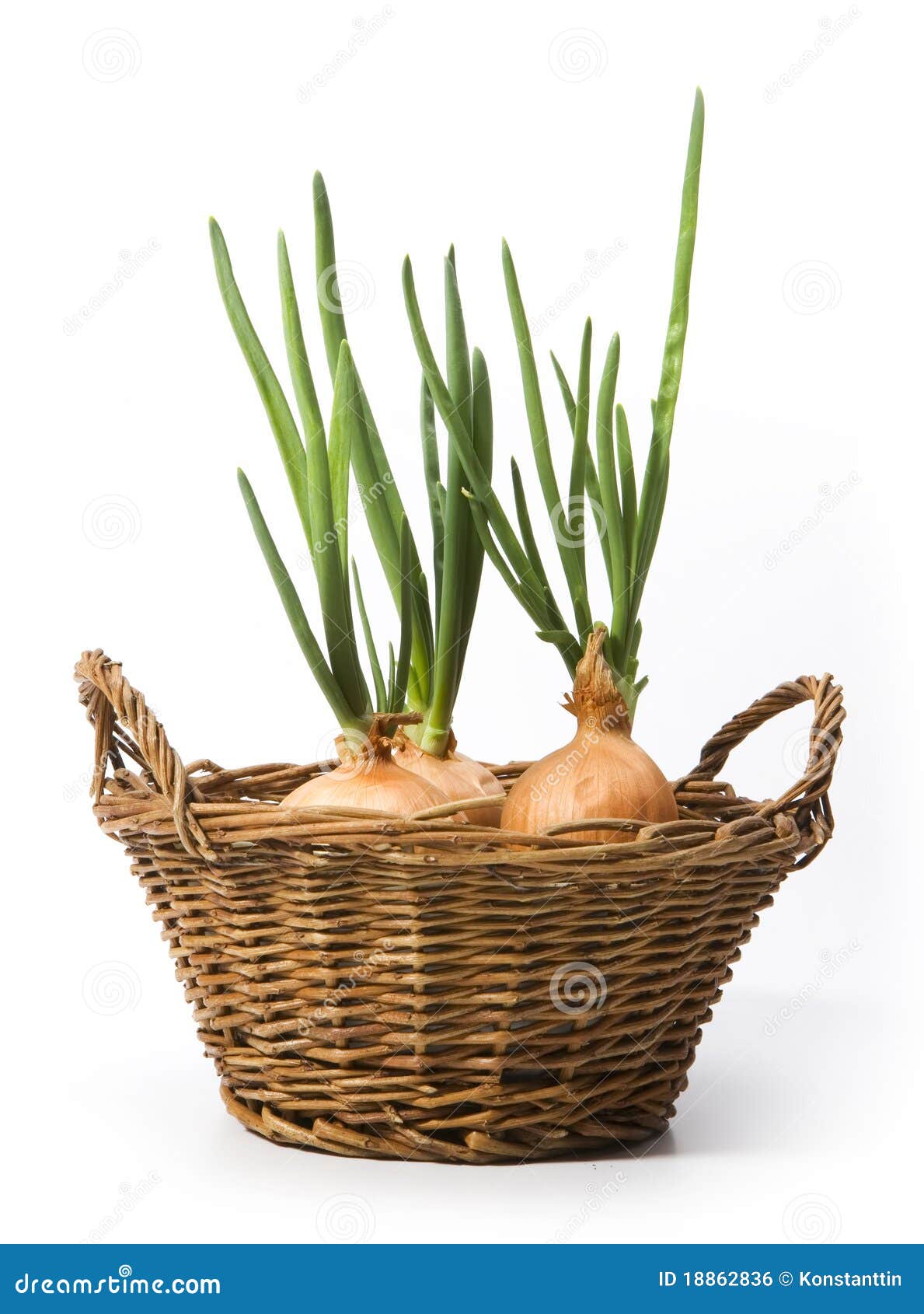Art Spring Onions Growing in the Basket Stock Photo - Image of bulb ...