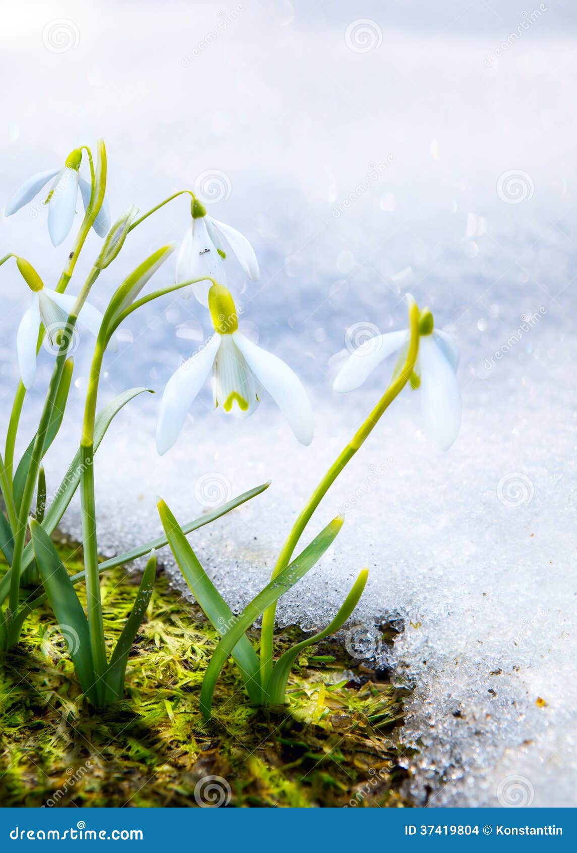 Art Spring Snowdrop Flowers with Snow in the Forest Stock Photo - Image ...