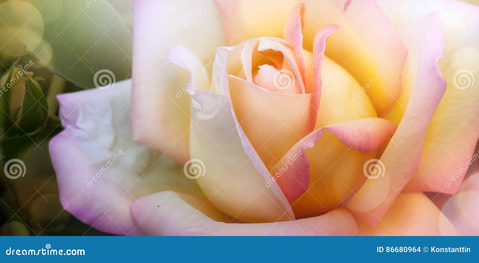 Art Spring or Summer Background; Beautiful Rose in the Garden Stock ...