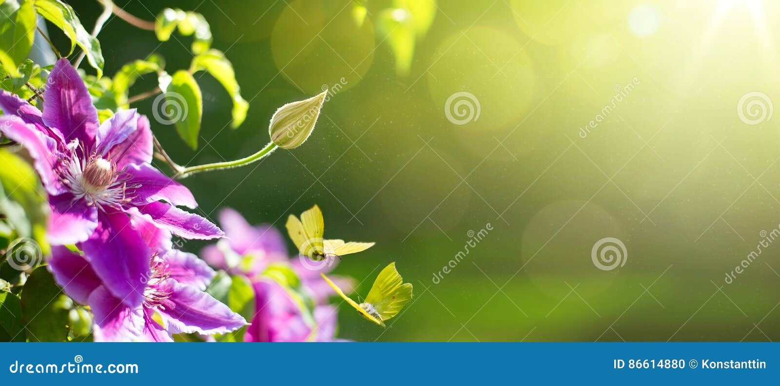 June Flower Header Stock Photos - Free & Royalty-Free Stock Photos from ...