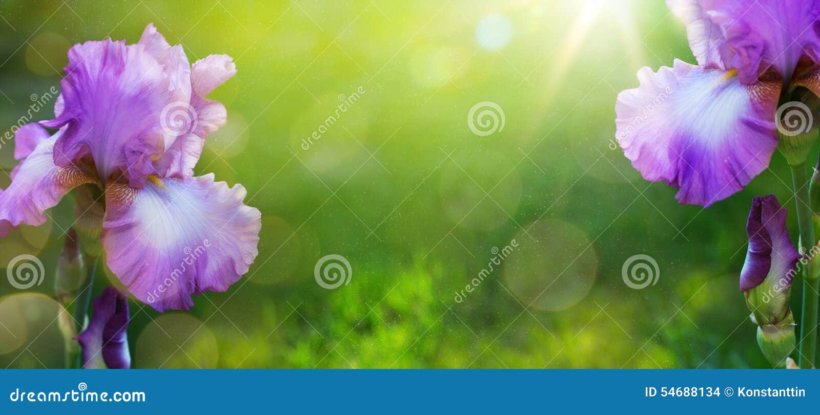 25,519 Beautiful Background Iris Spring Stock Photos - Free & Royalty ...