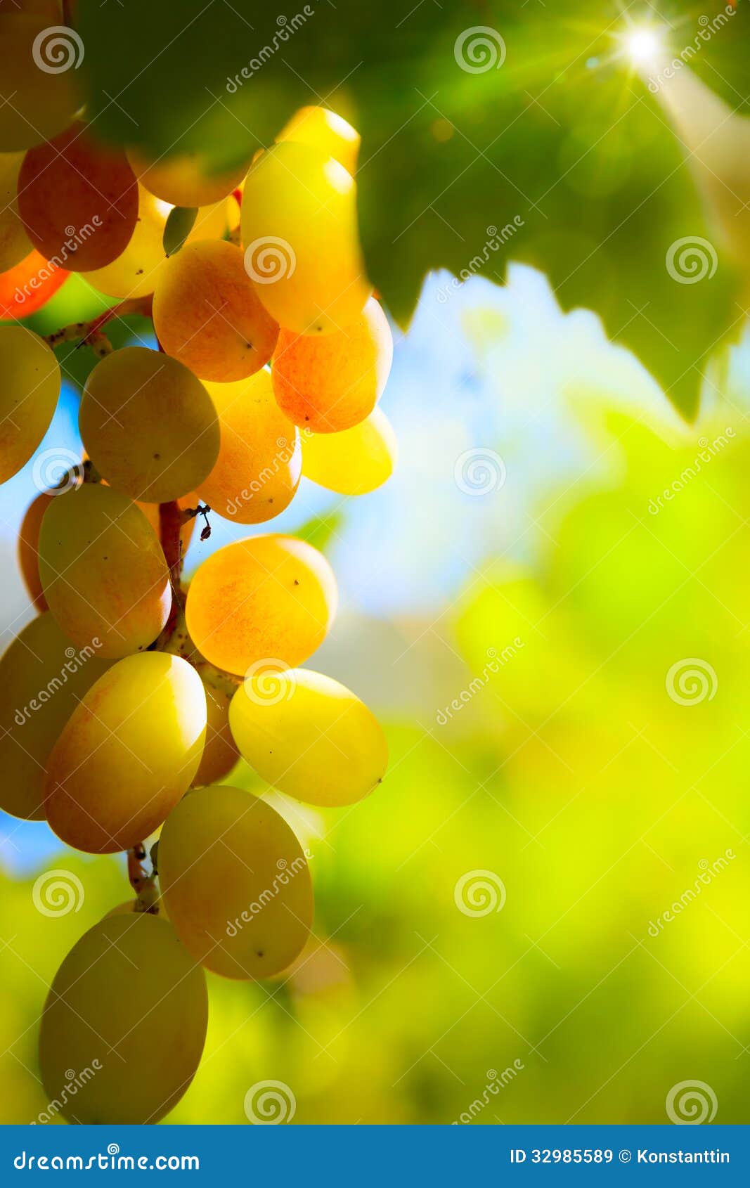 Art Sun Setting on Beautiful Red Grapes Stock Image - Image of growing ...
