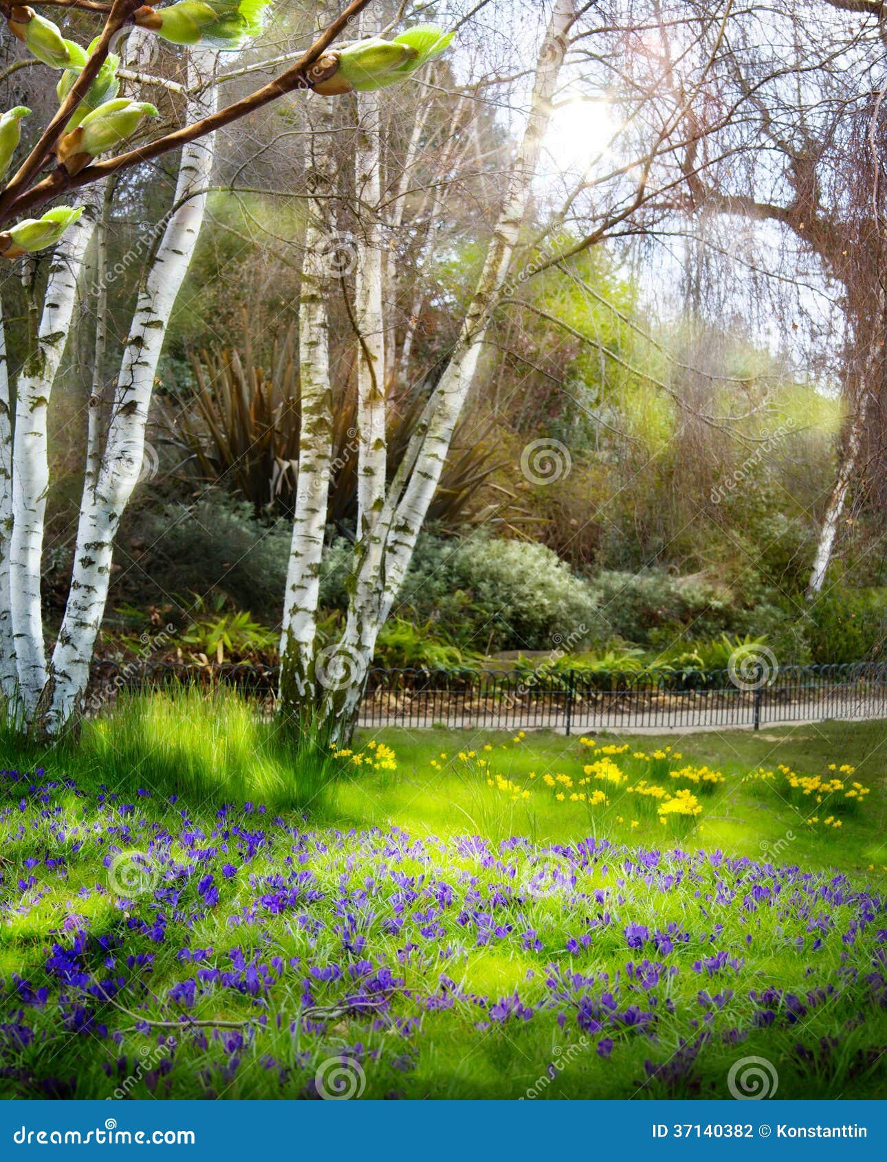 Art Sunlight in the Green Forest, Spring Time Stock Photo - Image of ...
