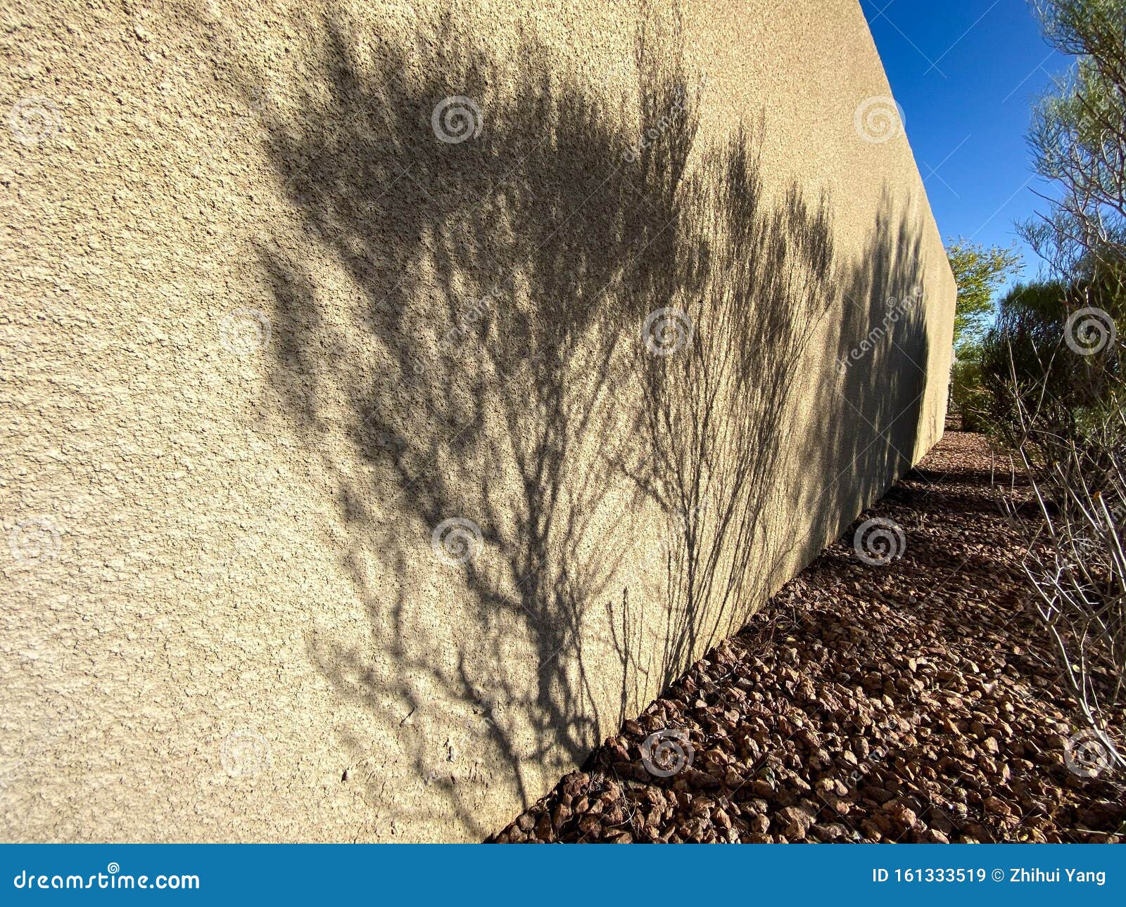 The Art of Shadows of Trees Throwing on the Wall. Stock Image - Image ...