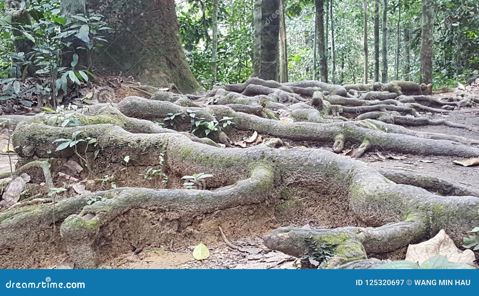 Art of the tree roots stock image. Image of rainforest - 125320697