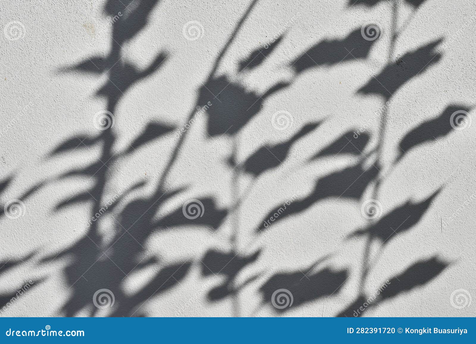 Art of Tropical Leaves Tree Branch Shadow on the White Wall Background ...