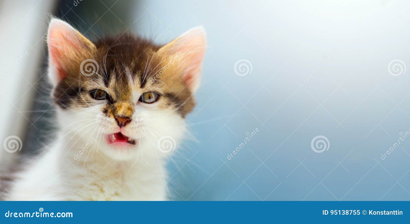 Art Vexed Cat; Mad Kitten Face Stock Image - Image of background ...