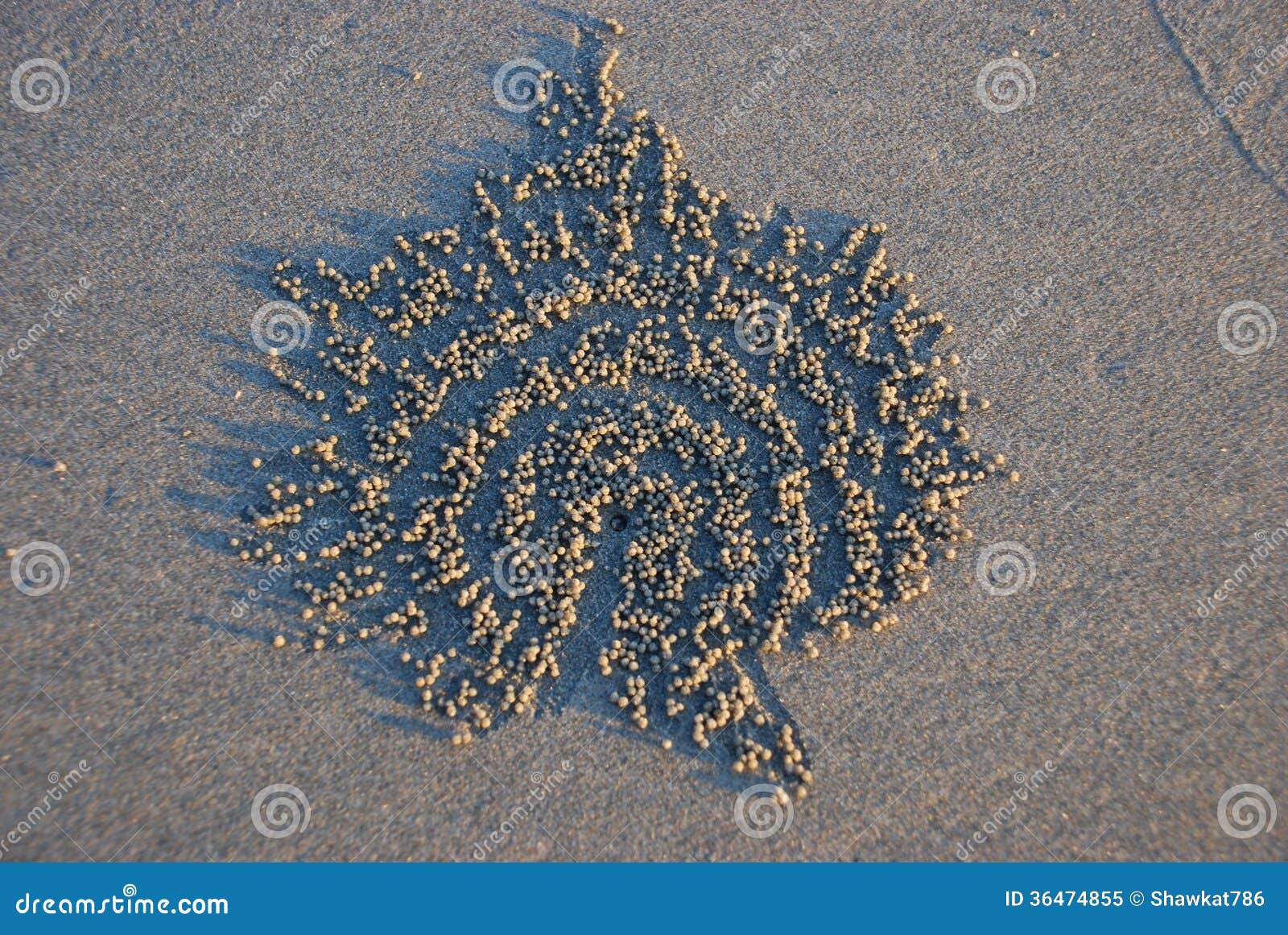 Sand balls made by crab stock image. Image of beach, sand - 36474855