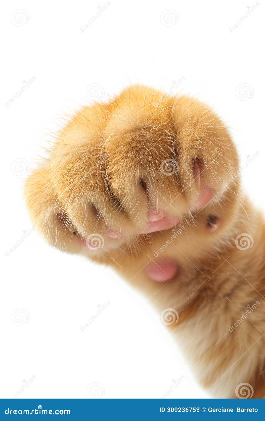A Cat Fist Raised in Victory Arte Com IA Stock Illustration ...