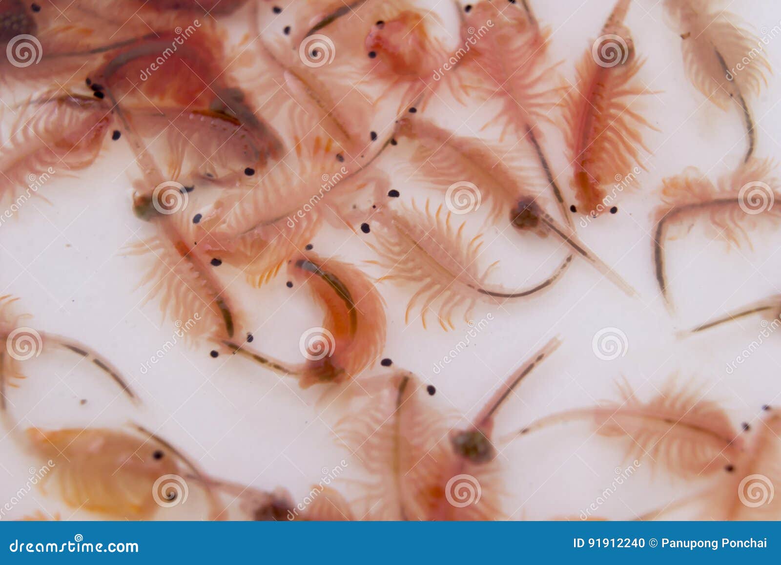 Brine Shrimp Sea Monkey White Background Stock Photos - Free & Royalty ...