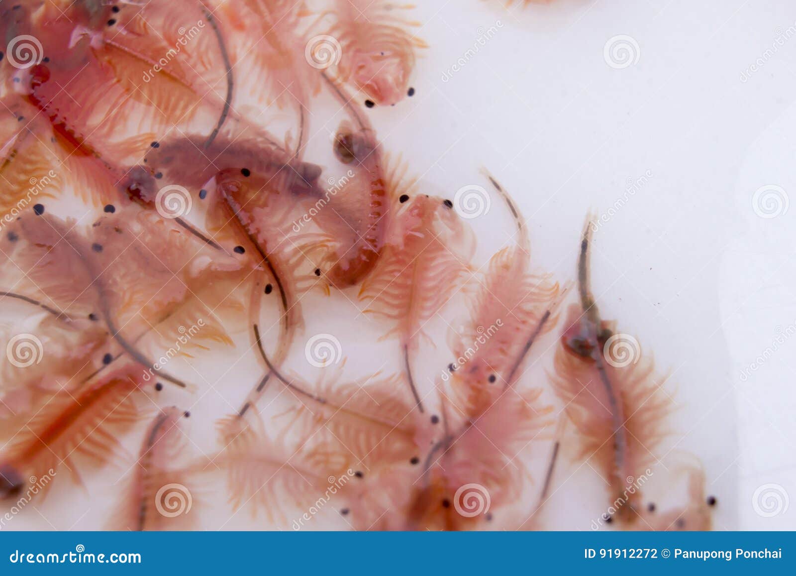 Artemia Stock Photo | CartoonDealer.com #91912272