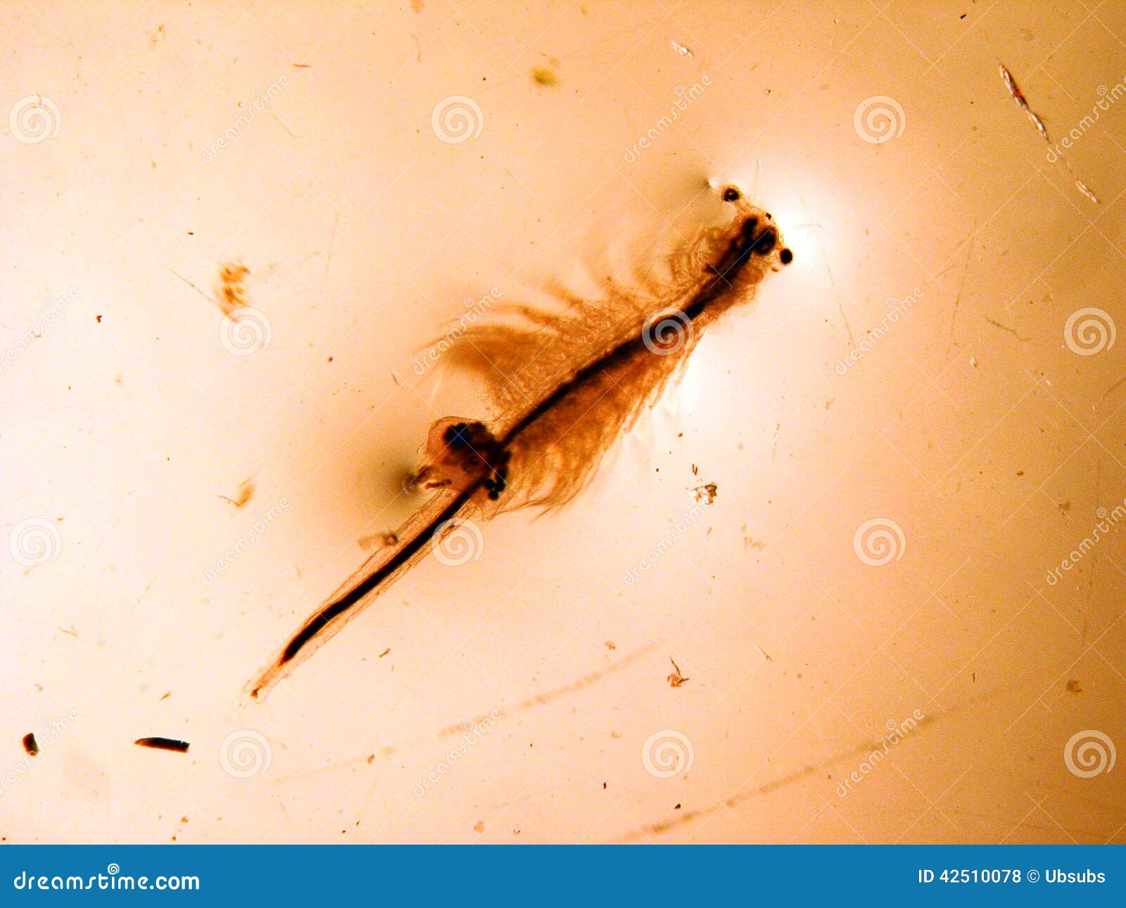 Artemia Stock Photo | CartoonDealer.com #91912272