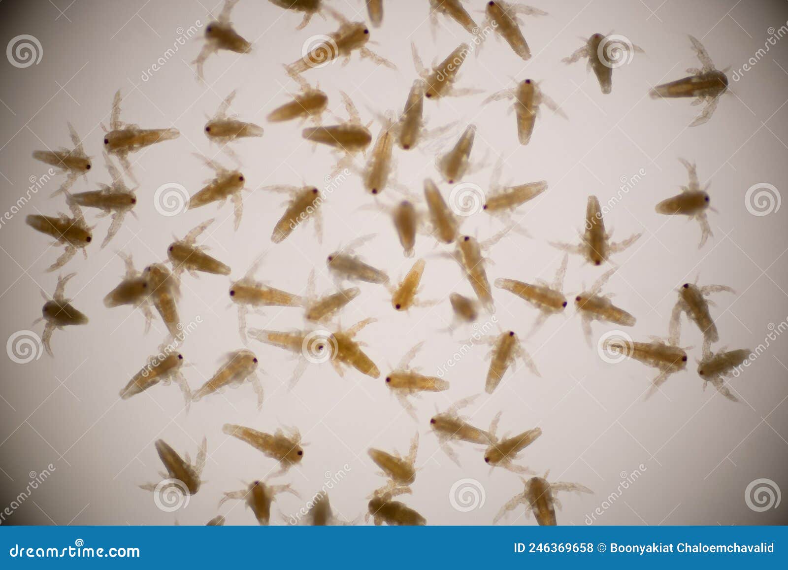 Artemia Larvae In Light Microscope, Artemia Plankton Under A Microscope ...