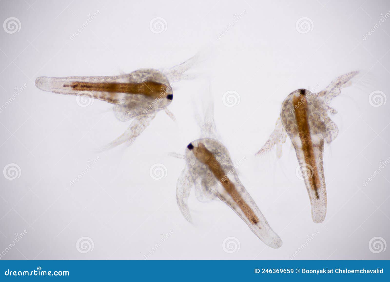 Artemia Larvae In Light Microscope, Artemia Plankton Under A Microscope ...