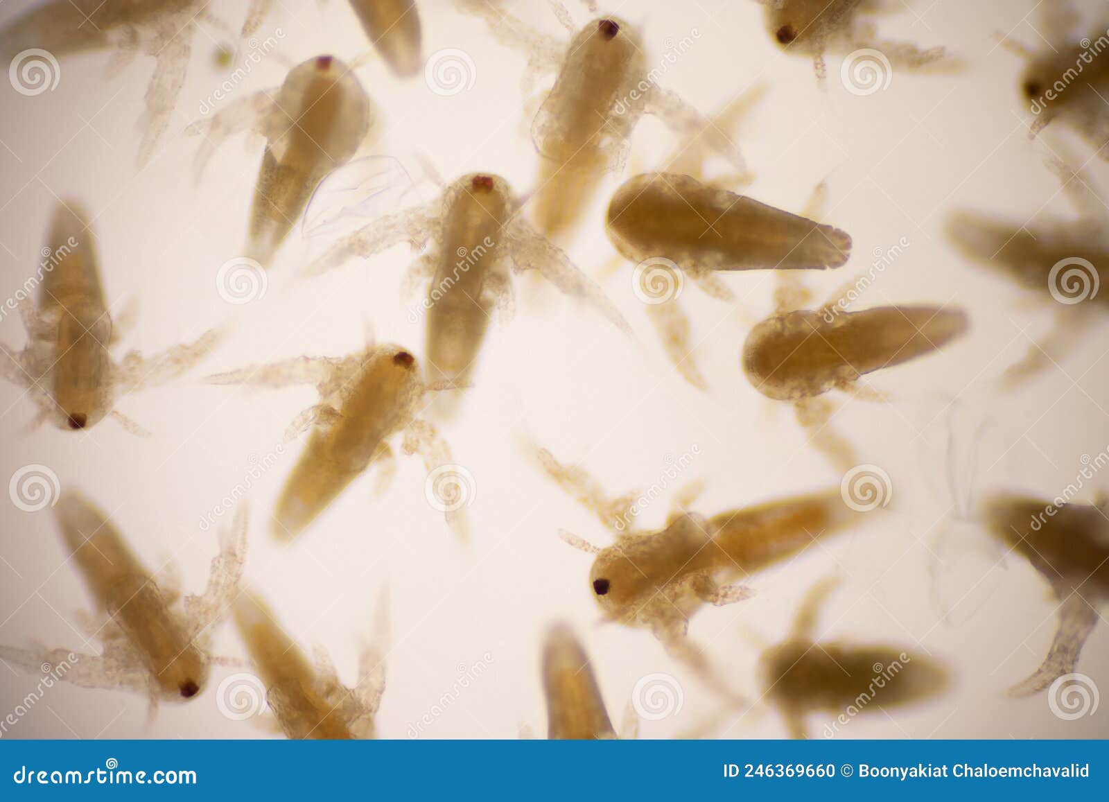 Artemia Larvae In Light Microscope, Artemia Plankton Under A Microscope ...