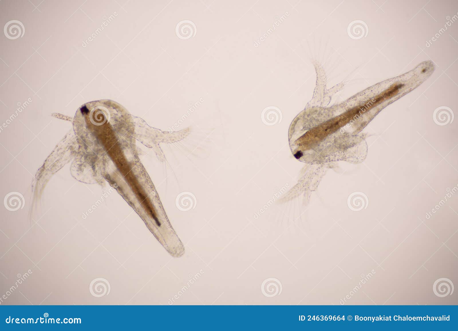 Artemia Larvae In Light Microscope, Artemia Plankton Under A Microscope ...