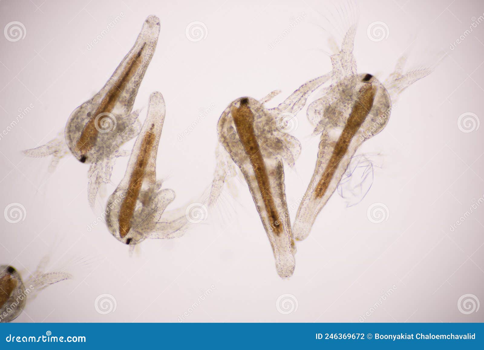 Artemia Larvae In Light Microscope, Artemia Plankton Under A Microscope ...