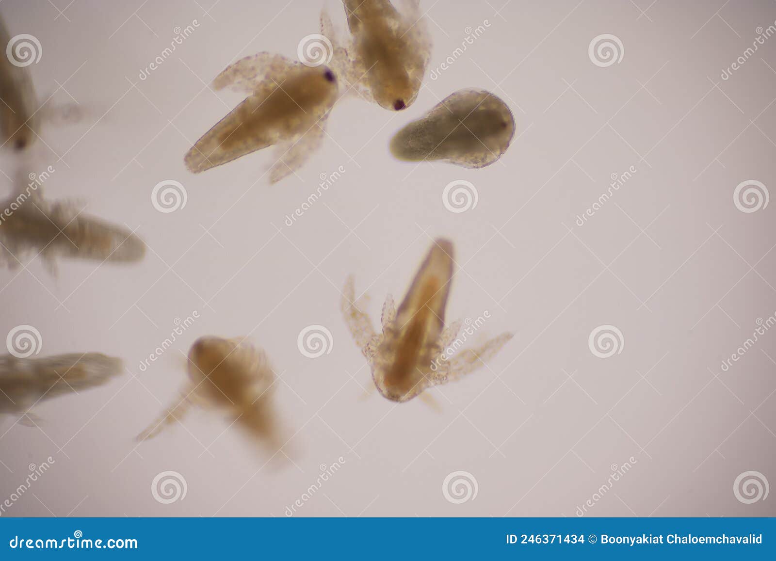 Artemia Larvae In Light Microscope, Artemia Plankton Under A Microscope ...