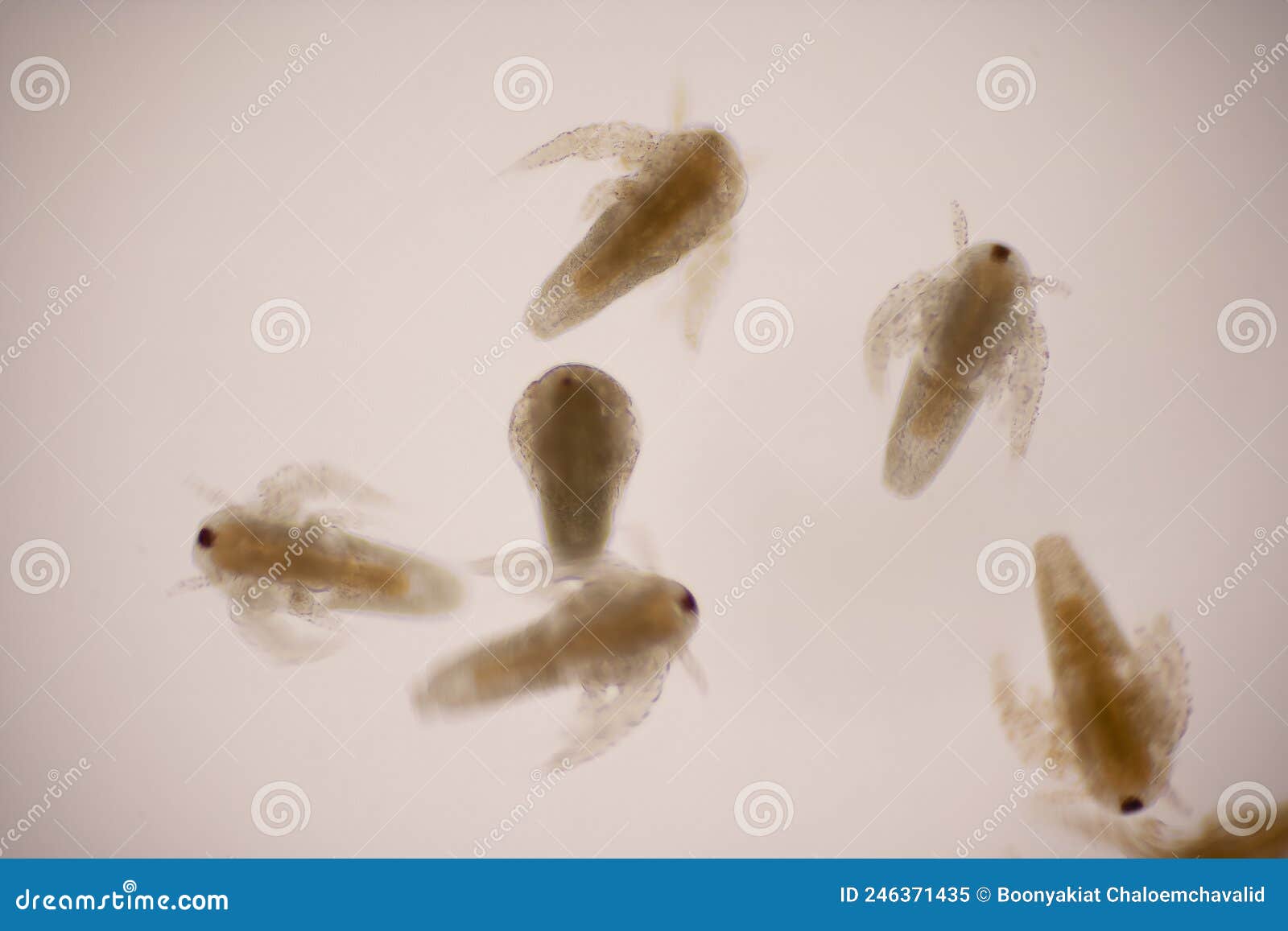 Artemia Larvae In Light Microscope, Artemia Plankton Under A Microscope ...