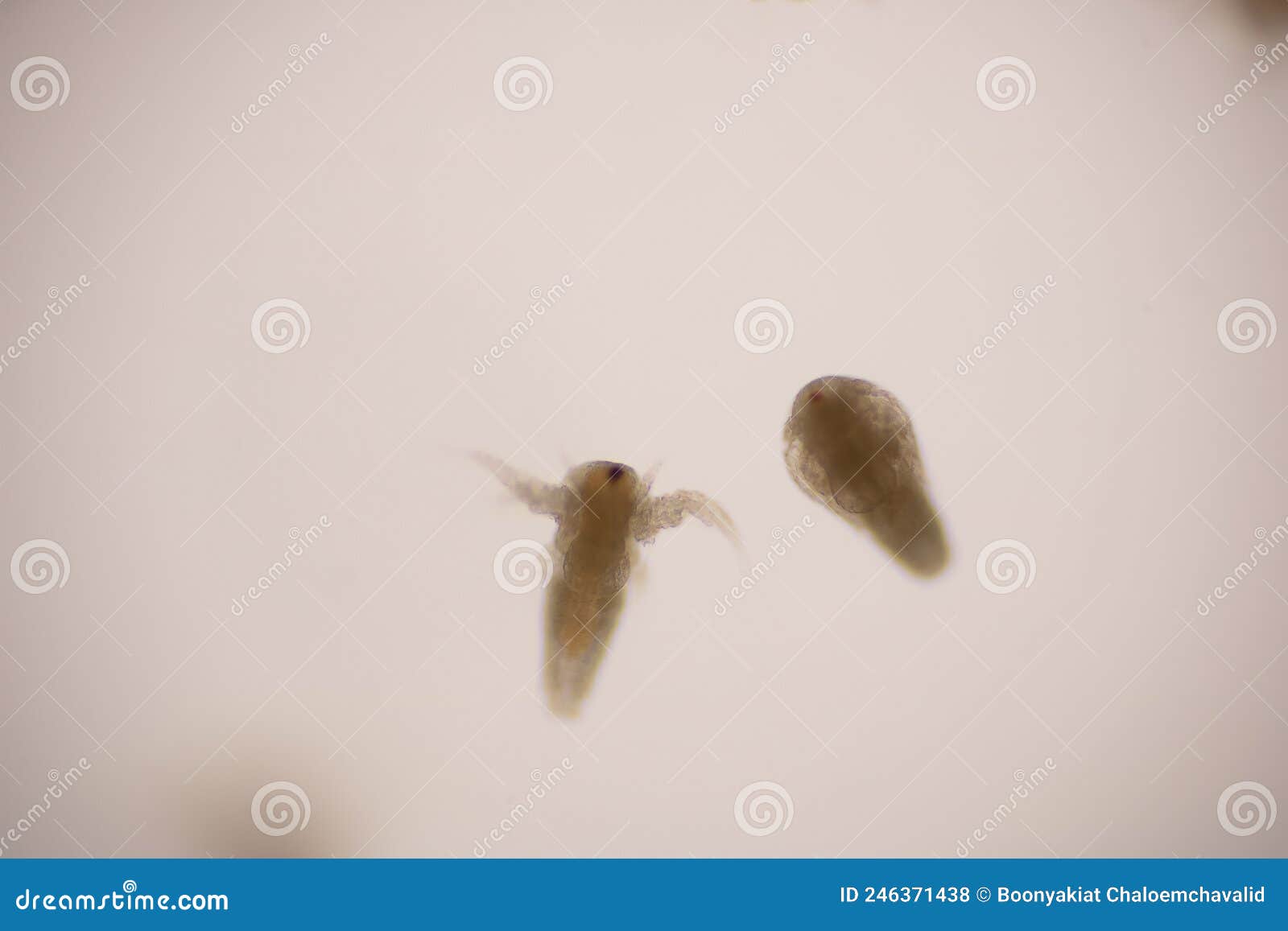 Artemia Larvae In Light Microscope, Artemia Plankton Under A Microscope ...