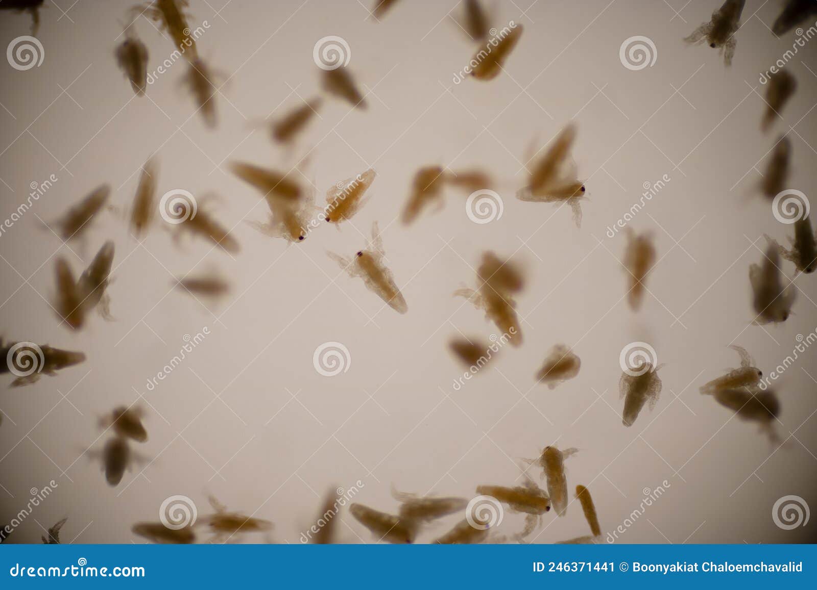 Artemia Larvae In Light Microscope, Artemia Plankton Under A Microscope ...