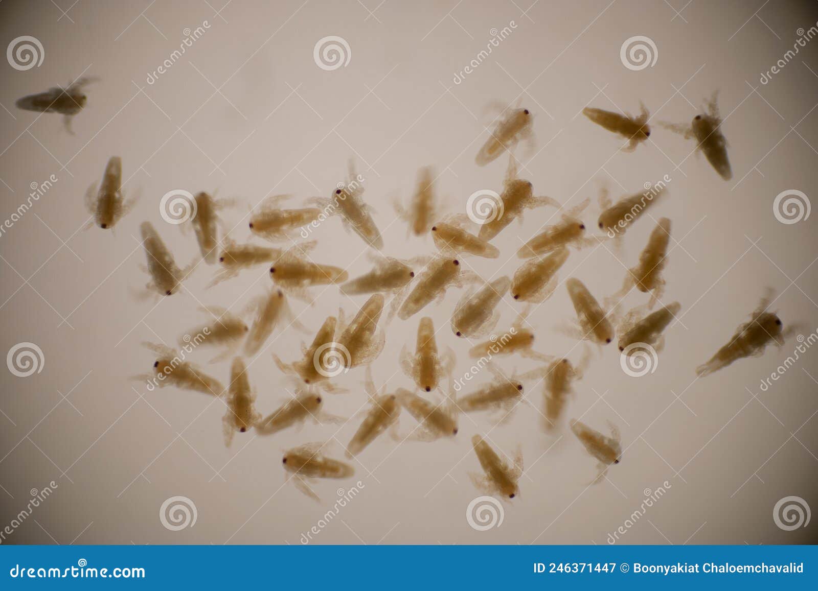 Artemia Larvae in Light Microscope, Artemia Plankton Under a Microscope ...
