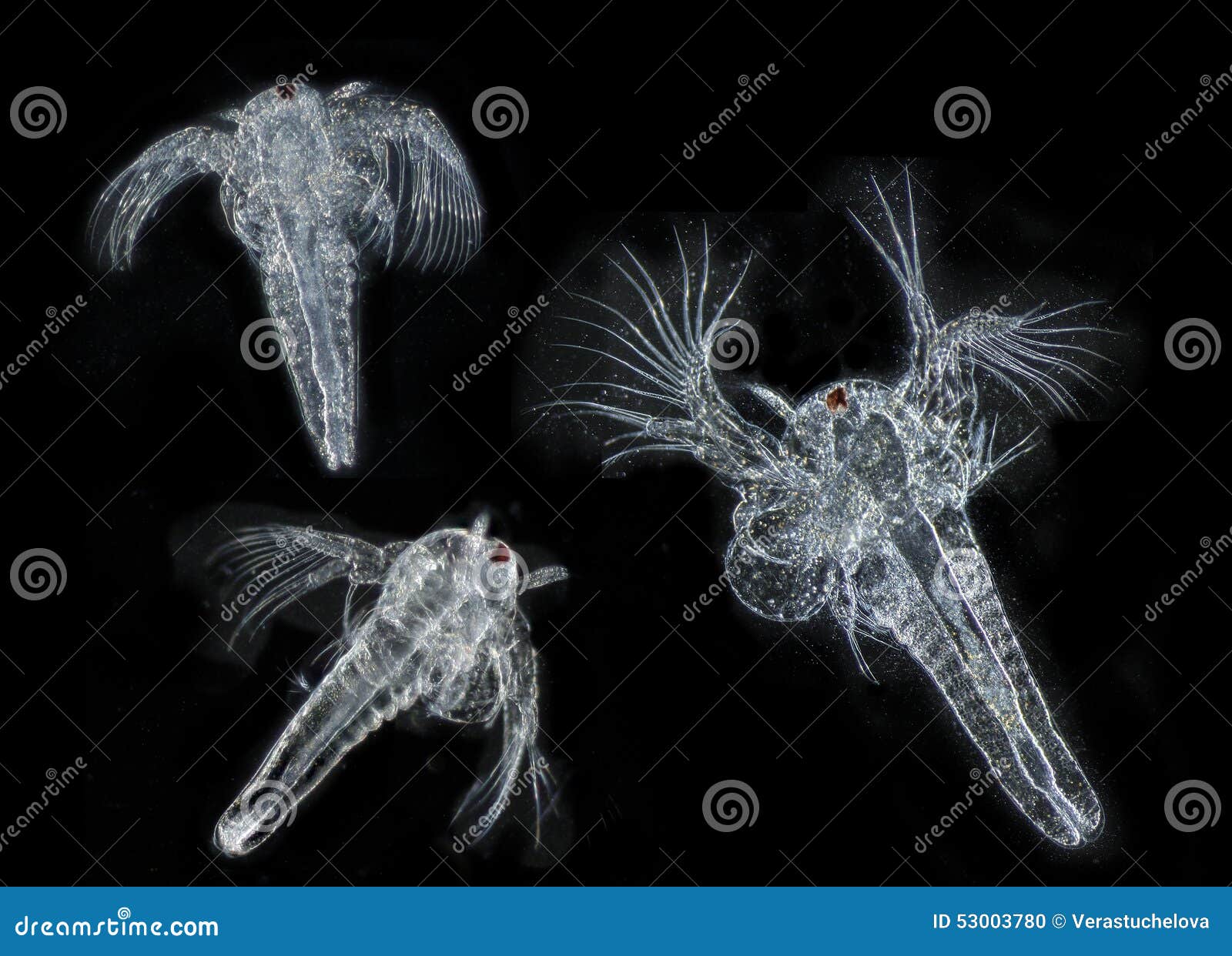 Artemia Or Artemia Salina Is A Genus Of Aquatic Crustaceans Also Known ...
