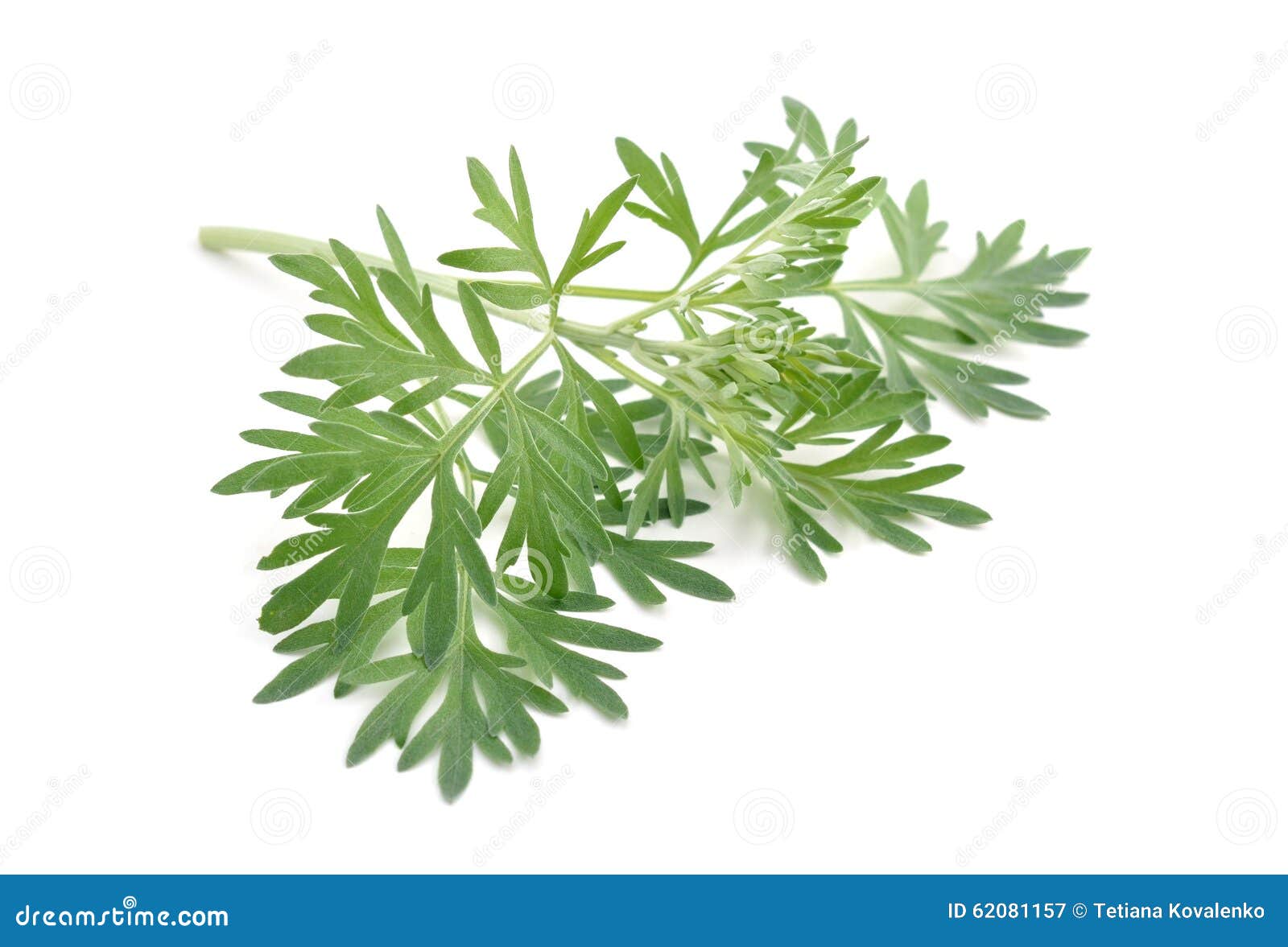 Absinthium Artemisia Absinthium Stock Photography | CartoonDealer.com ...
