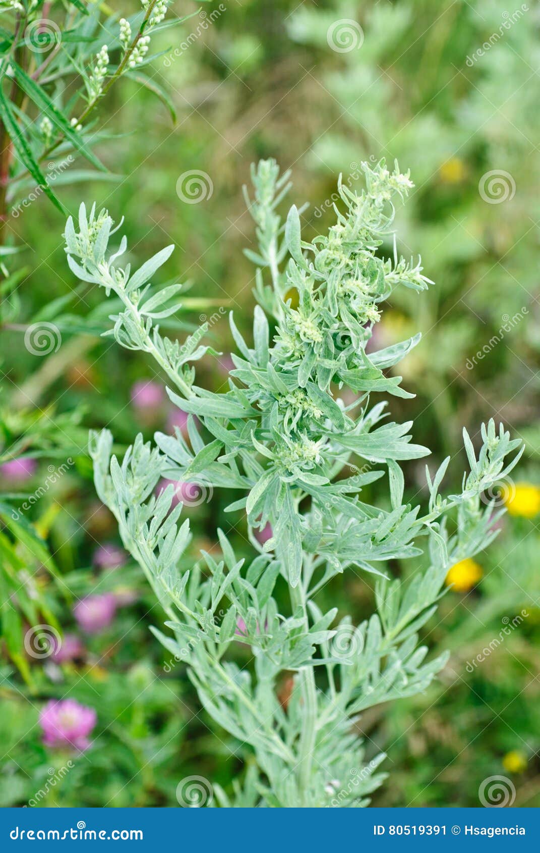 Artemisia Absinthium L Dell'assenzio Romano Immagine Stock - Immagine ...