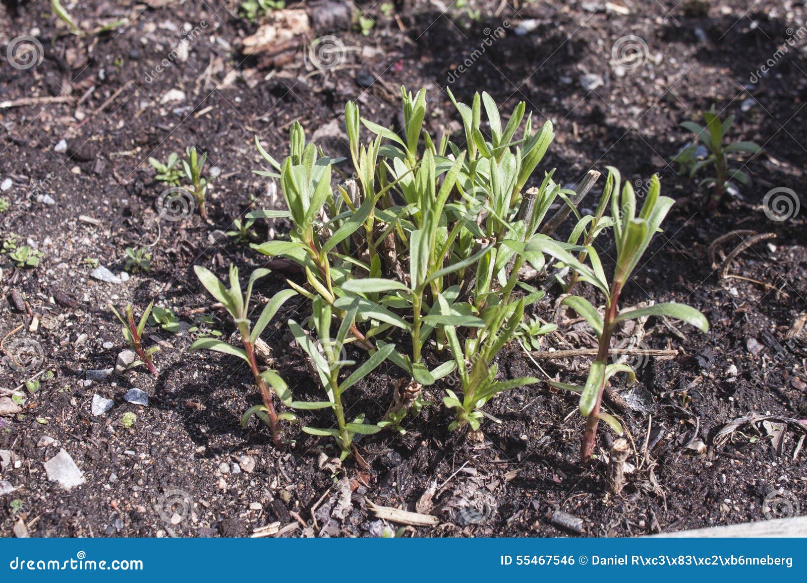 Artemisia Dracunculus, Tarragon Stock Photo - Image of wild, aromatic ...