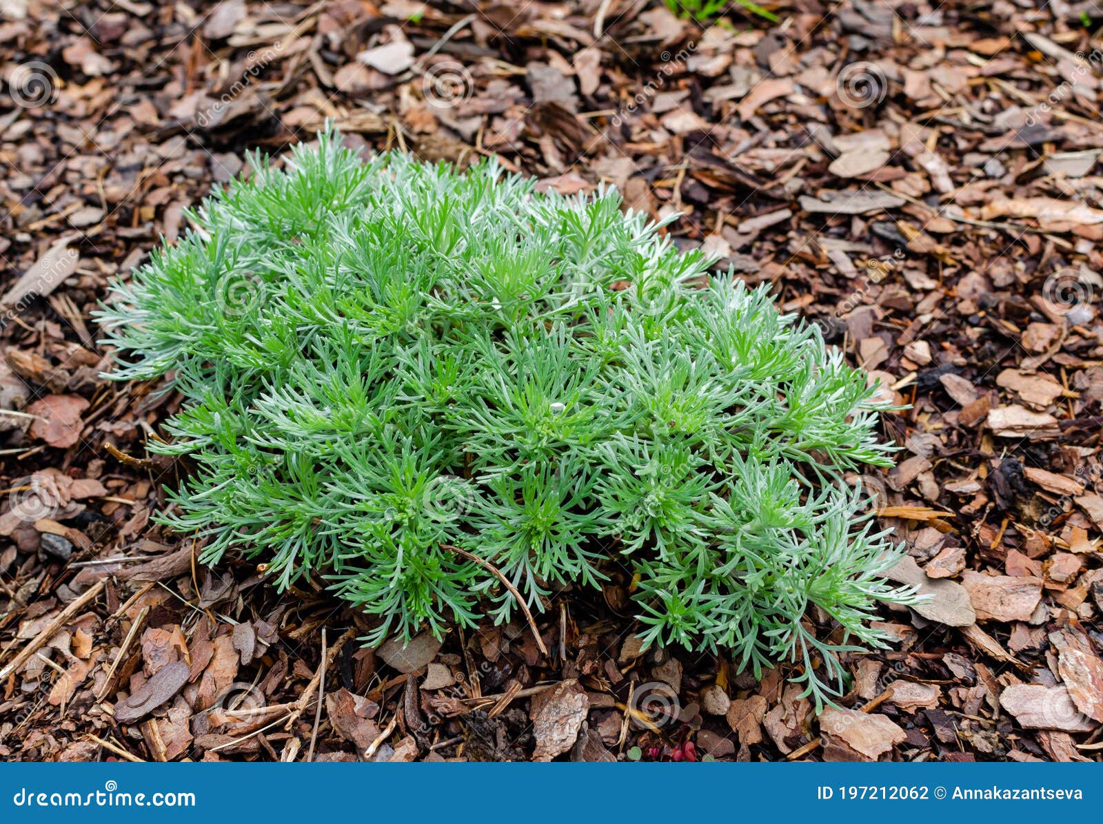 Artemisia Schmidtiana Or Nana Is A Compact, Semi Evergreen Perennial ...
