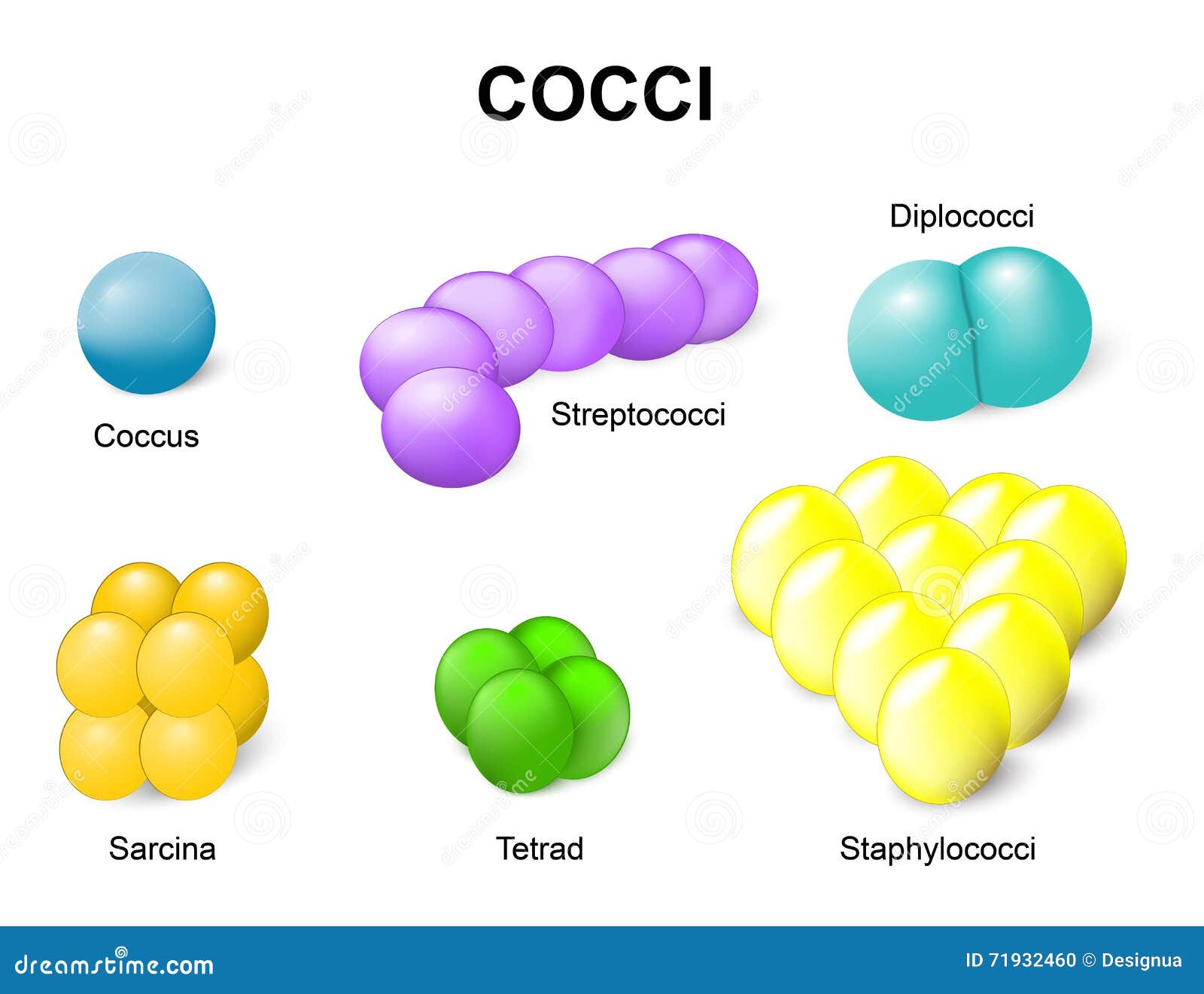 Arten von Bakterien kokken vektor abbildung. Illustration von ...