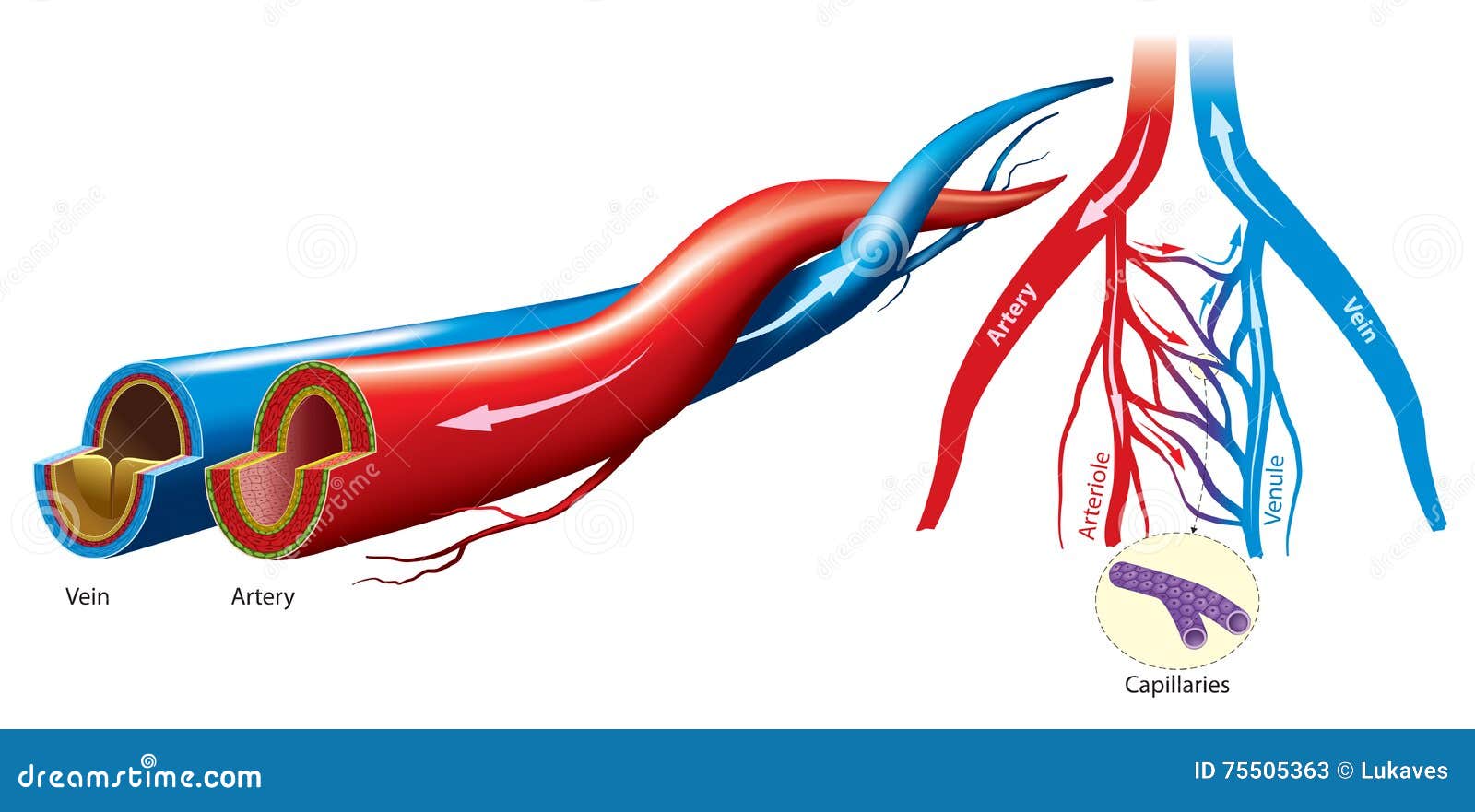 Arteria e vena illustrazione vettoriale. Illustrazione di circolazione ...
