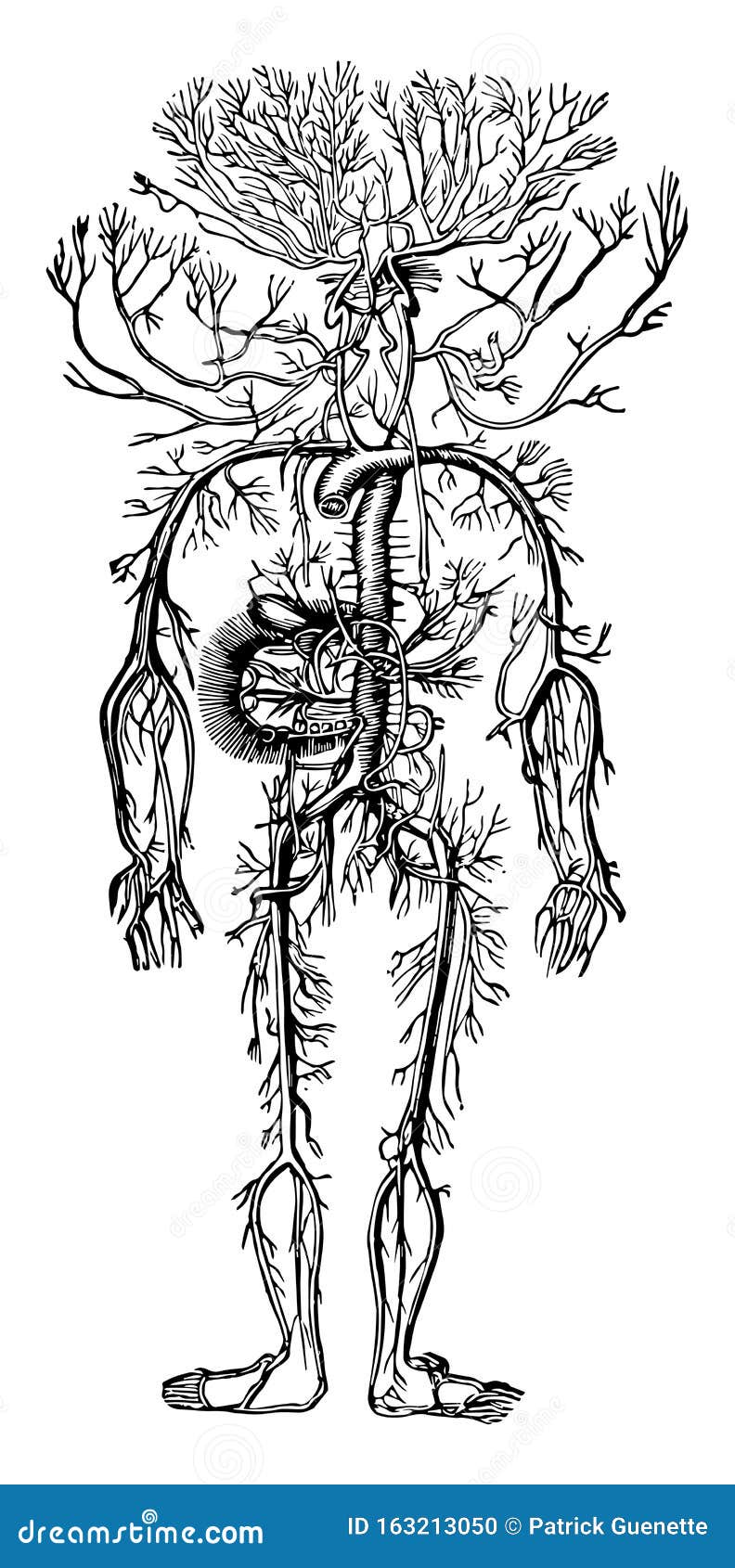 The Arterial System, Vintage Illustration Stock Vector - Illustration ...
