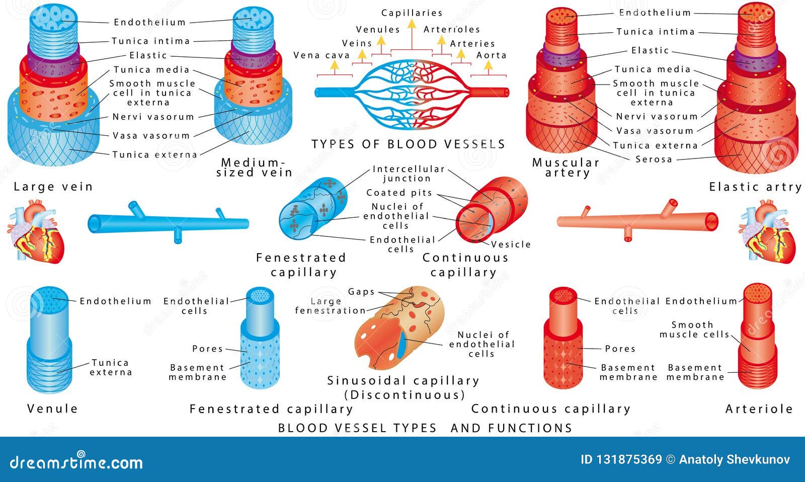 Arterie E Vene Illustrazioni, Vettoriali E Clipart Stock – (2,203 ...