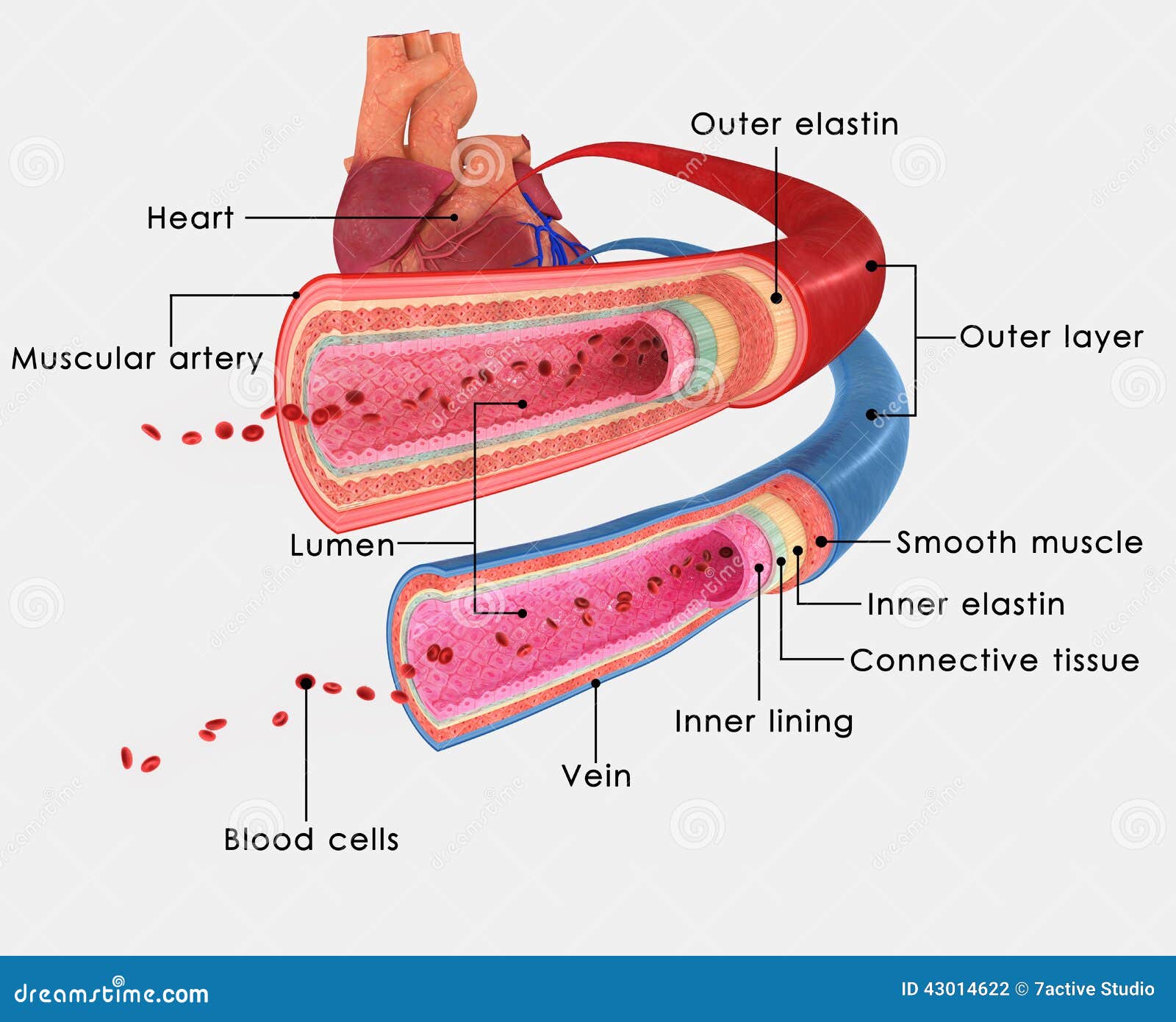 Arterie e vene illustrazione di stock. Illustrazione di vascolare ...